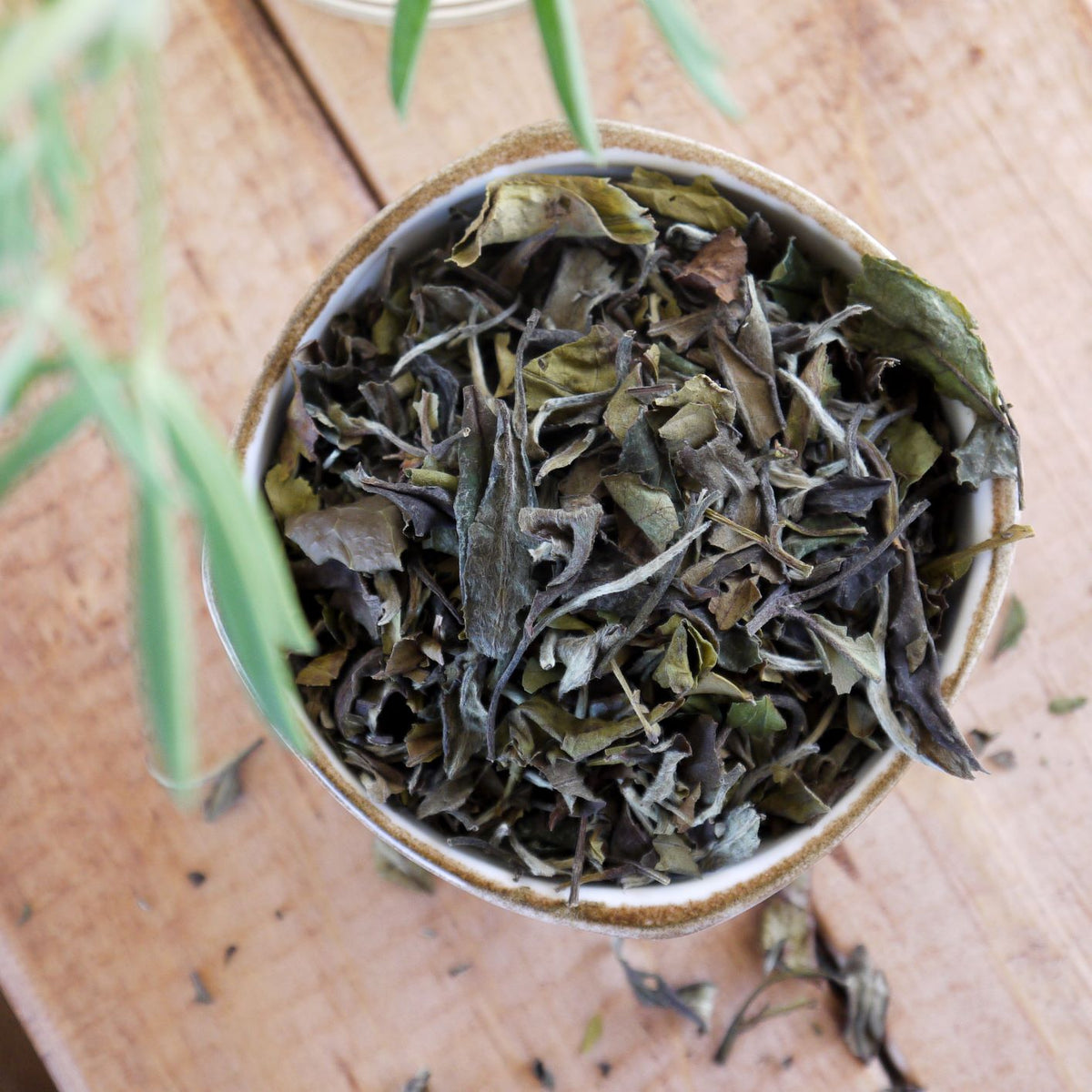 Complete Guide to White Tea: Taste, Type and Benefits – Ti Ani - Wild ...