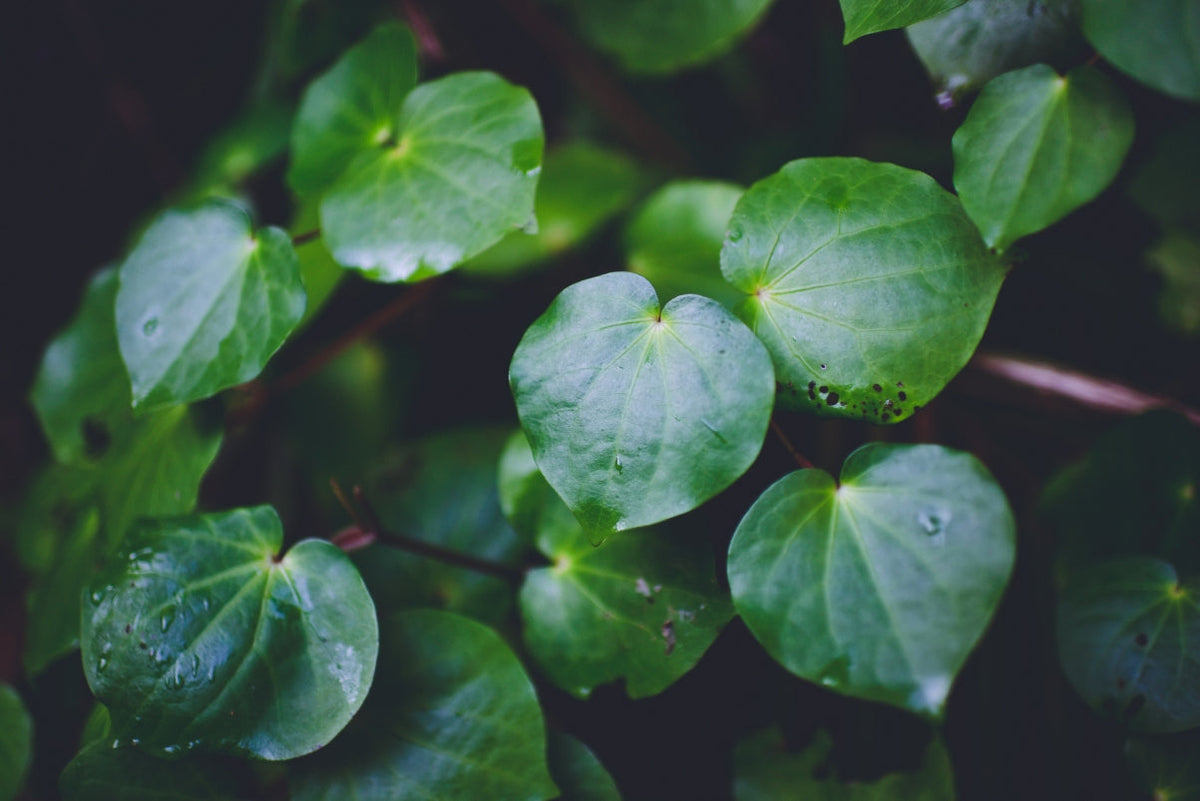 Discover the Healing Powers of Rongoā Māori Teas – Tagged "Rongoā" – Ti ...