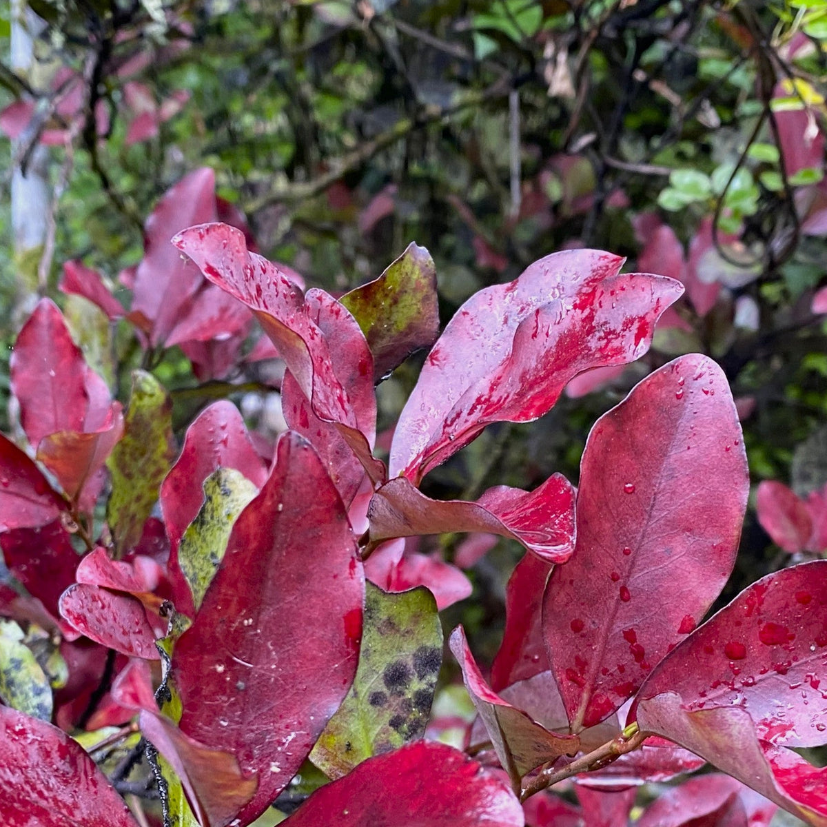 NZ Botanical Inspired Teas - Blends with Kawakawa & More | Tī Ani – Ti ...